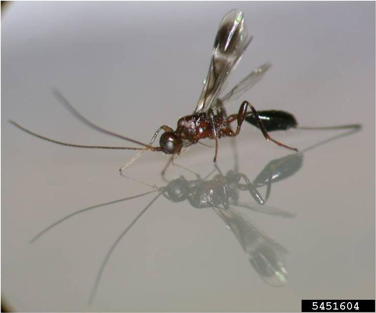 hgic_insects_braconidwasp_spathius – Stuff!