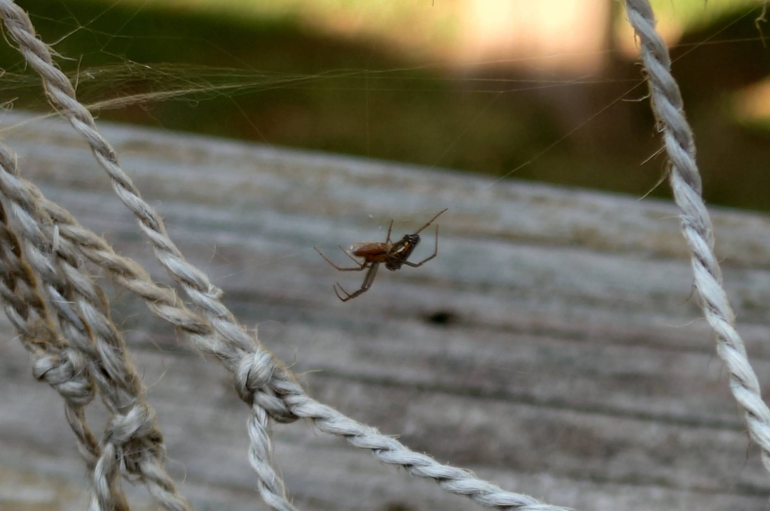 Spider Bite Chronicles – Stuff!